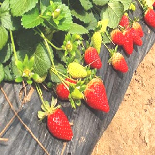 ARBEI Classification Dataset and Pre-Trained Model by dyafars