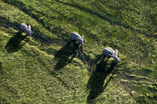 Elephant Detection From Drone Im Object Detection Dataset By Jahnavi