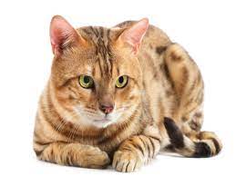 leaf cat Object Detection Dataset and Pre-Trained Model by Animal detection