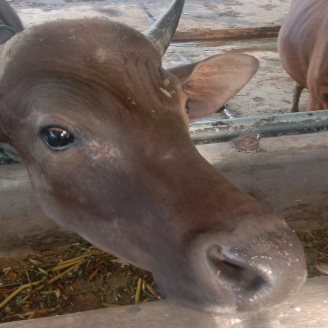 Cow Diseases Object Detection Dataset and Pre-Trained Model by Thanuja Marasingha