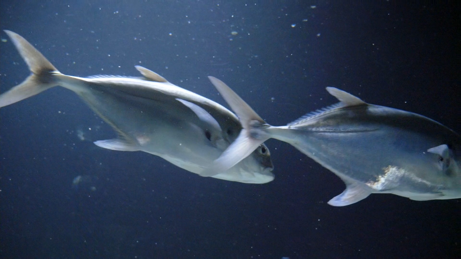 Fish1 Object Detection Dataset by MyungKim