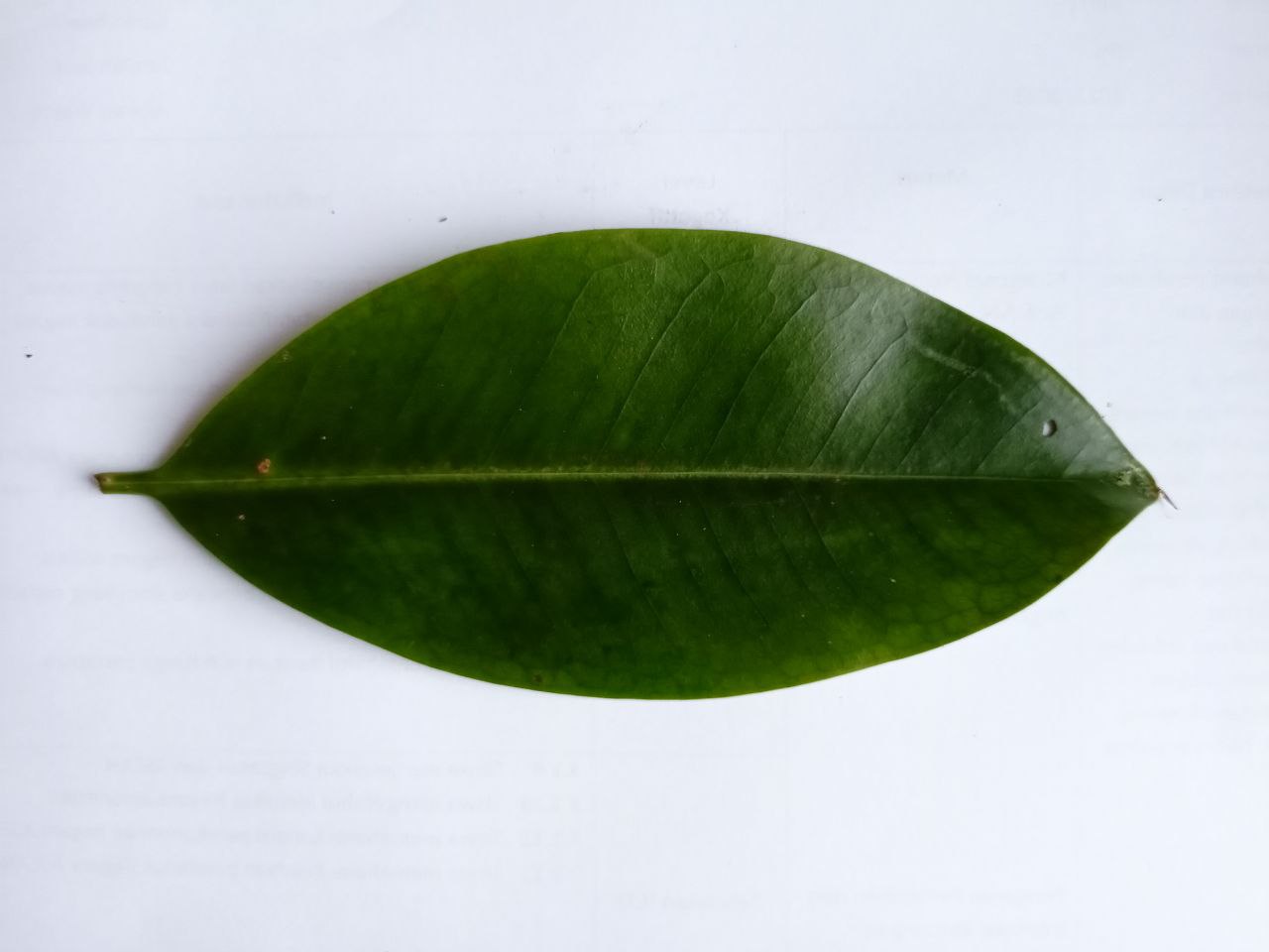Daun Mangrove v1.0 Classification Dataset by Informatic