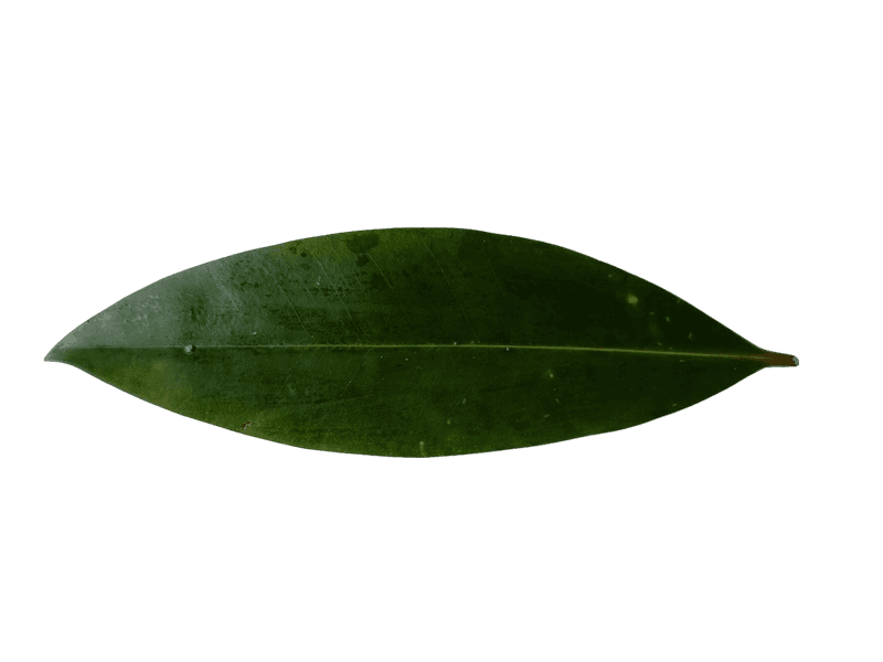 How to Use the Daun Mangrove v2.0 Classification API