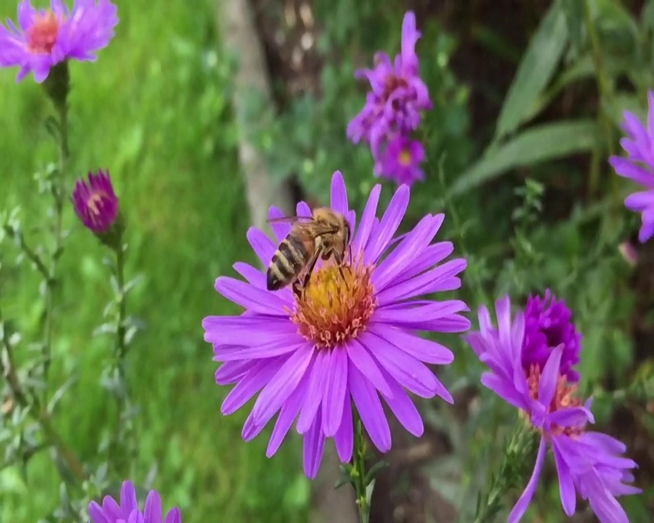 pollen detection 2 Object Detection Dataset and Pre-Trained Model by ...