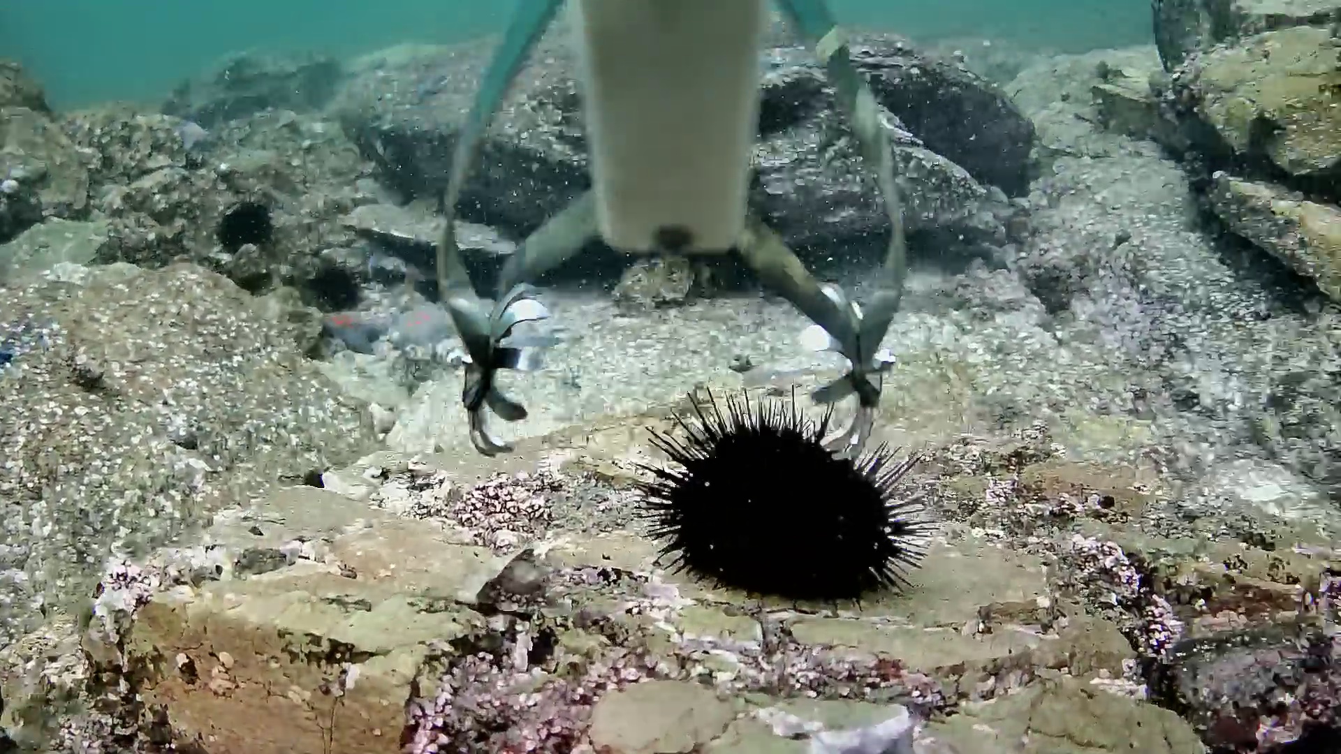 clear Object Detection Dataset by underwater