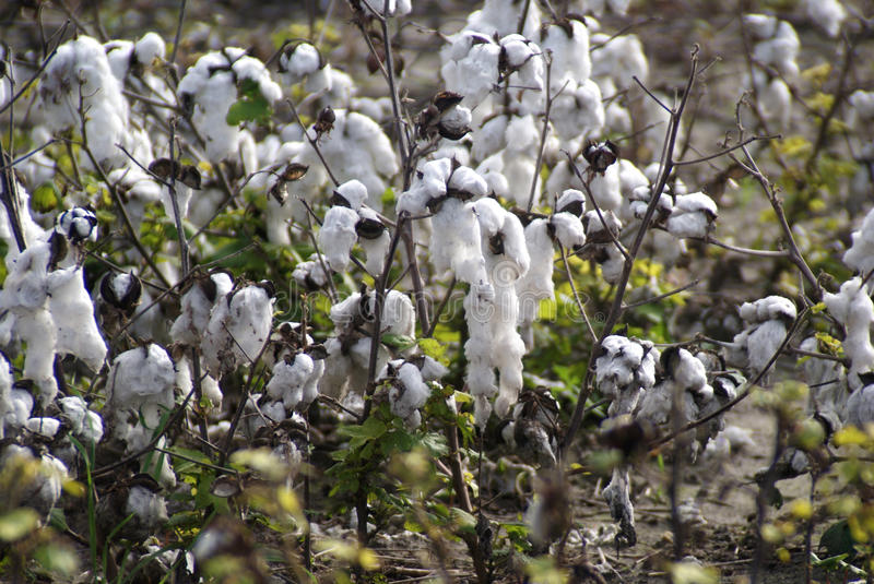 Artificial Intelligence lab9 - Roboflow Universe