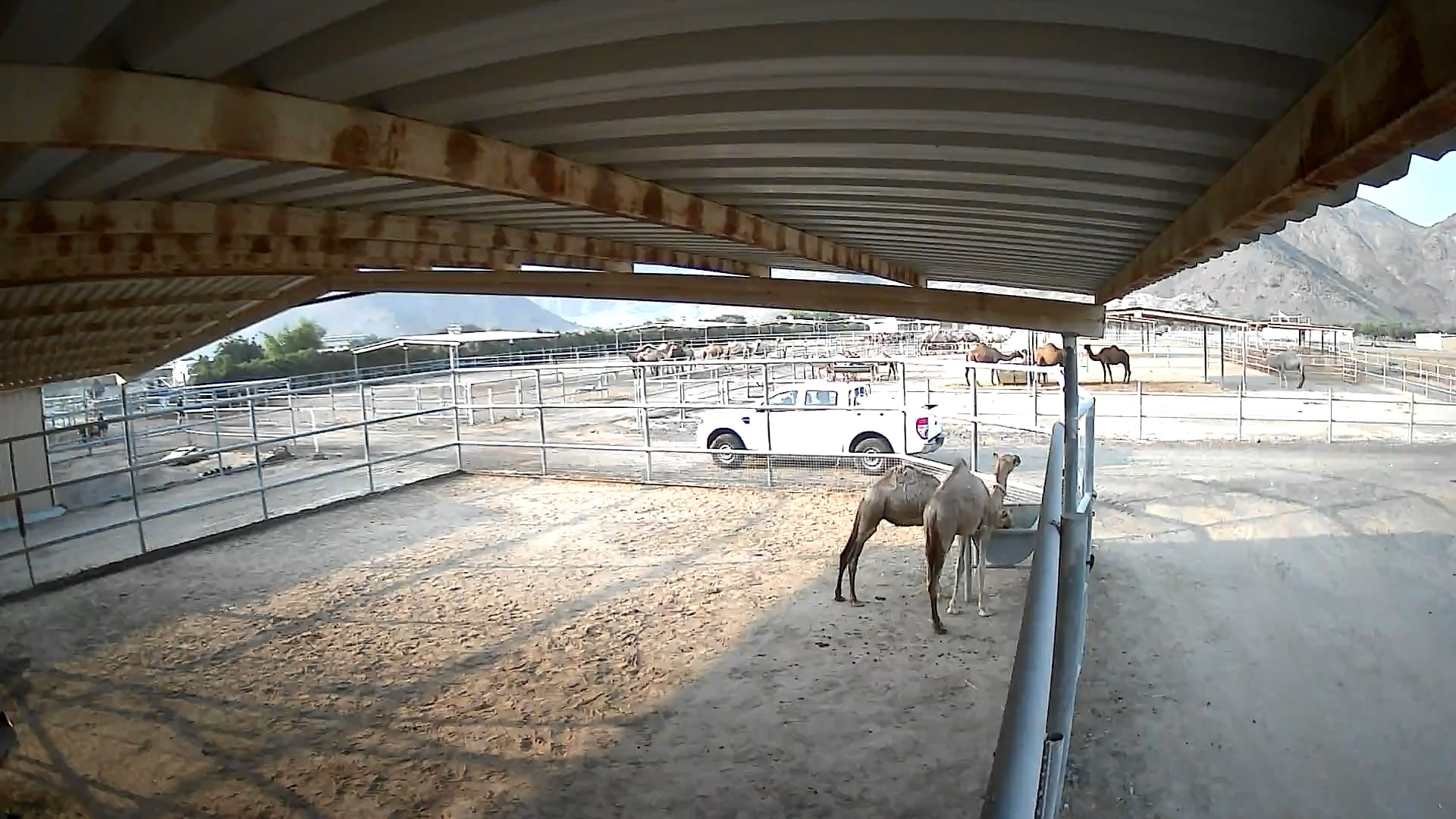 camel5 Instance Segmentation Dataset by FRC