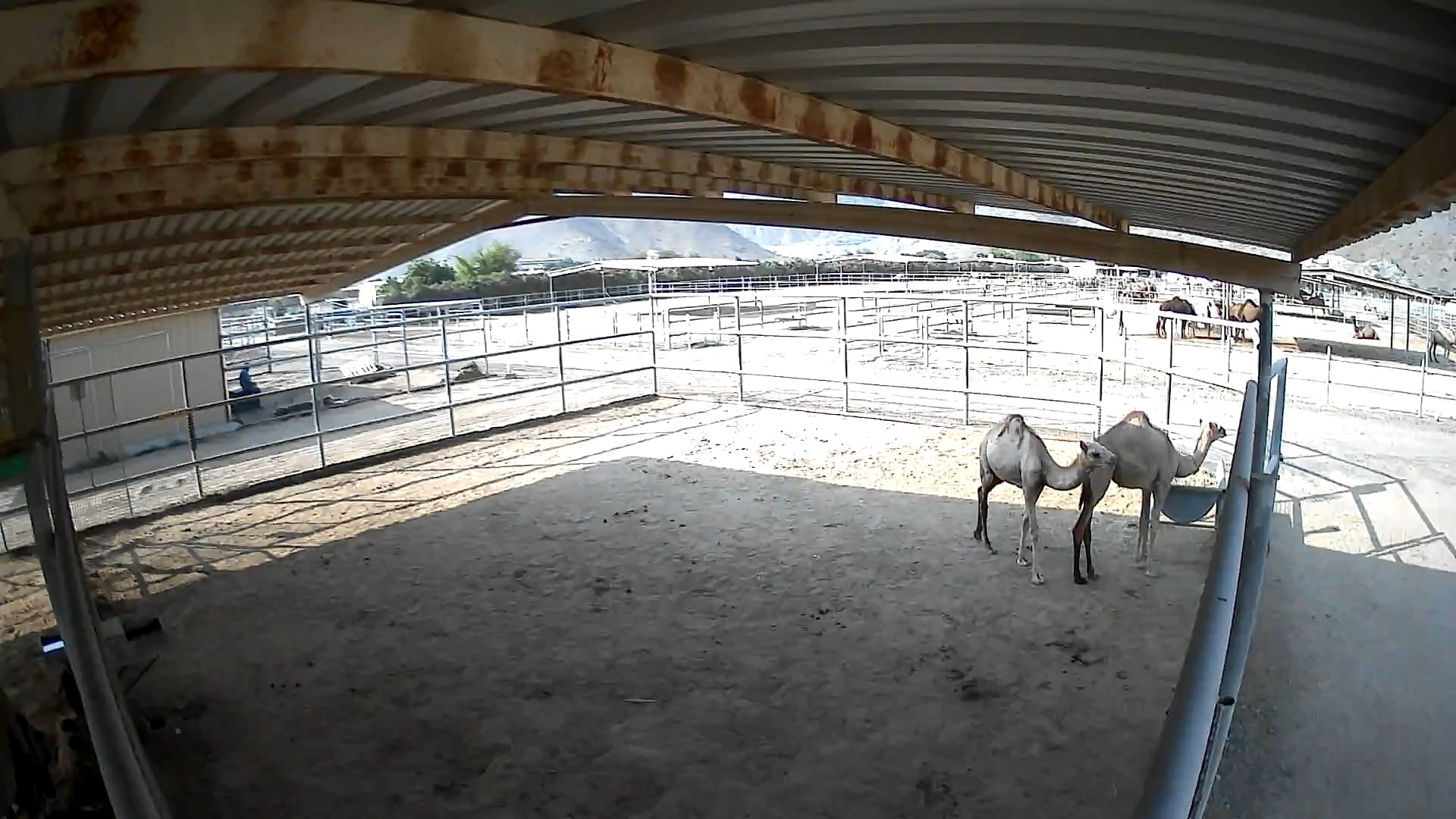 camel14 Instance Segmentation Dataset by FRC