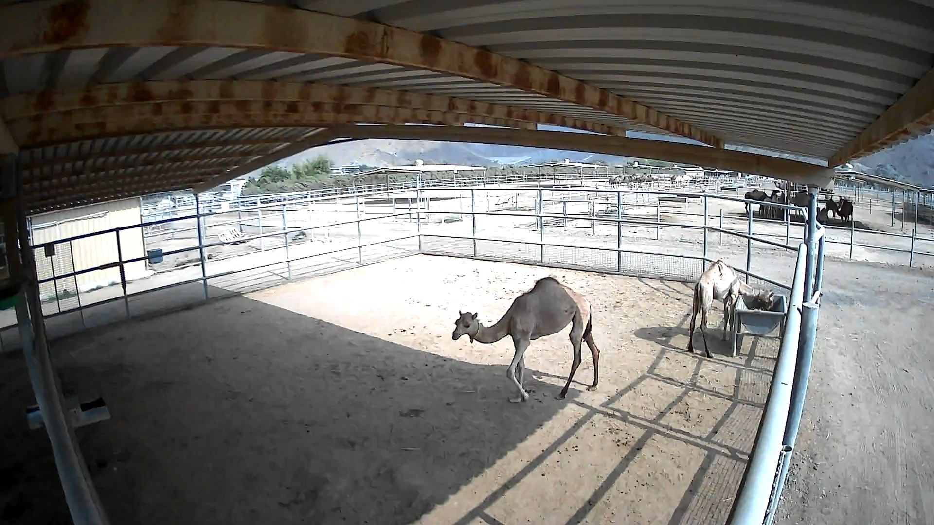 camel12 Instance Segmentation Dataset by FRC