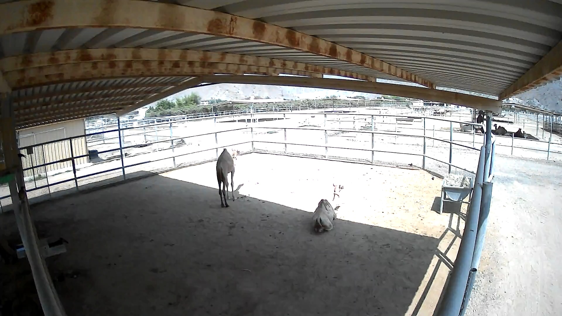 camel20 Instance Segmentation Dataset by FRC