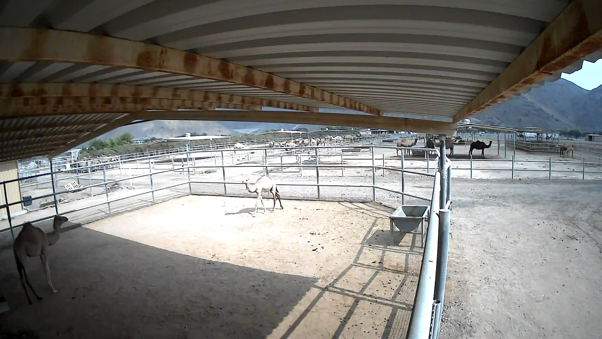 camel28 Instance Segmentation Dataset by FRC