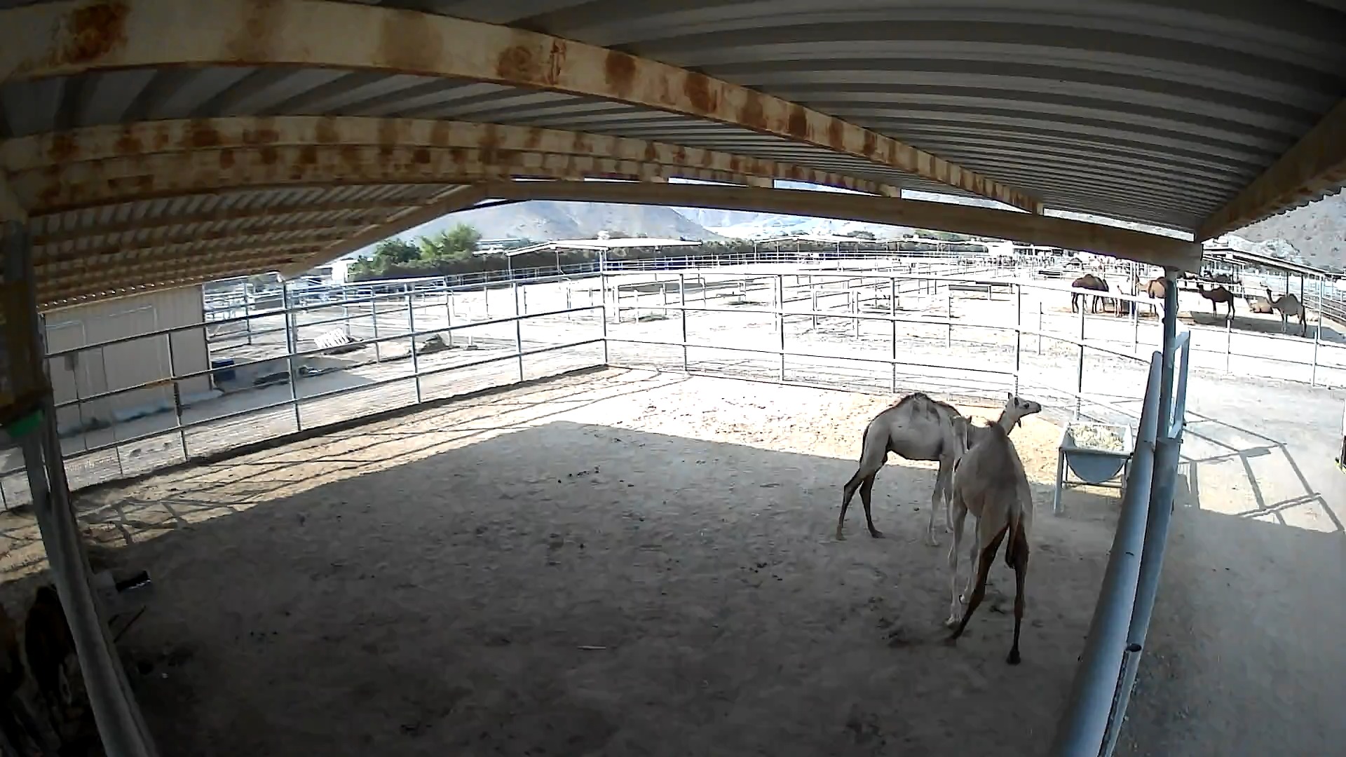 camel13 Instance Segmentation Dataset by FRC