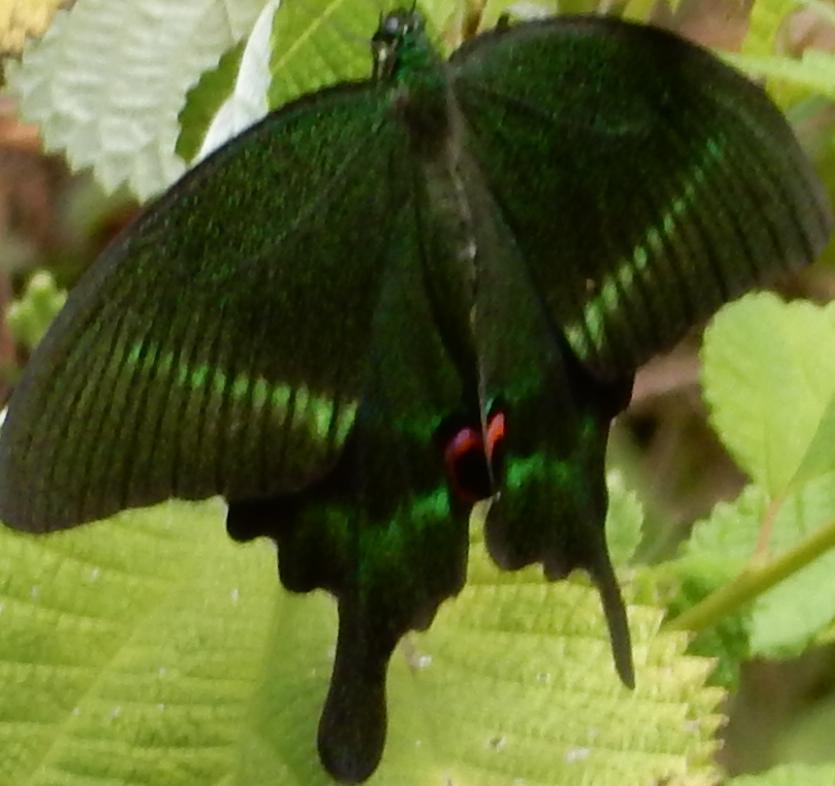 BIT (bit-ohkla) - Roboflow Universe