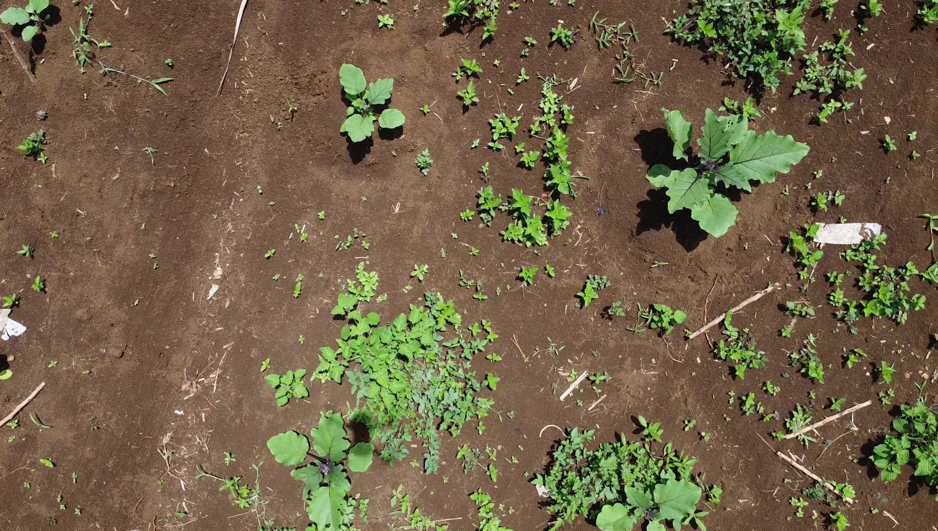 Eggplant Leaves Detection Instance Segmentation Dataset And Pre Trained Model By Research