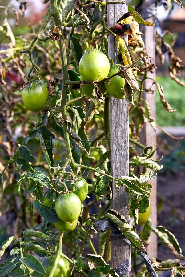 Tomato Detection Object Detection Dataset And Pre Trained Model By