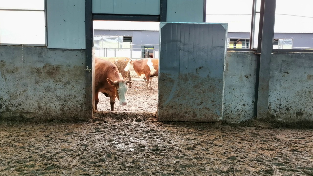 Cow_identification Object Detection Dataset by mikey ma