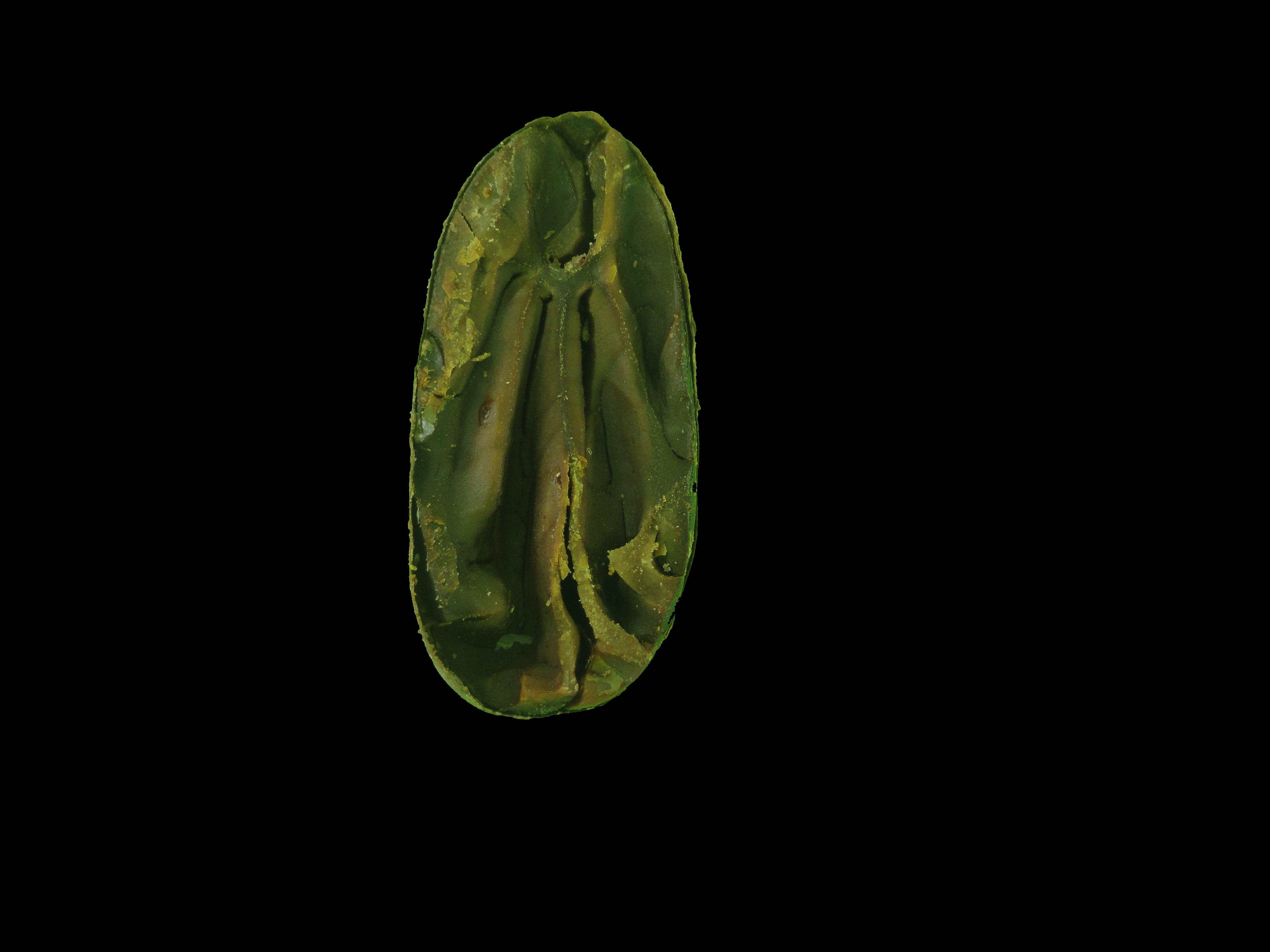 Cacao Beans Object Detection Dataset by My Projects