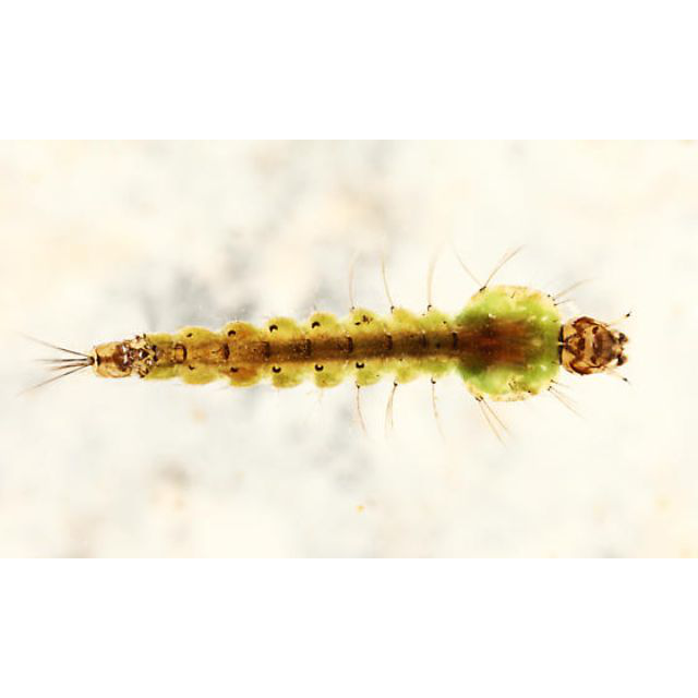 Mosquito Larvae Dataset Object Detection Dataset and Pre-Trained Model by Thesis