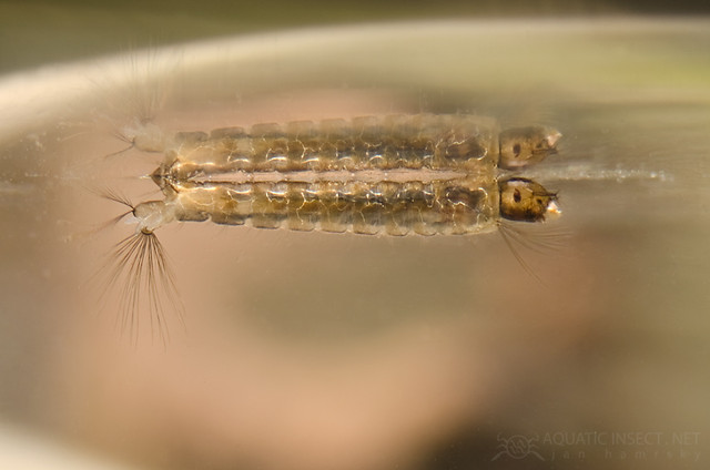 Mosquito Larvae Dataset Object Detection Dataset And Pre Trained Model