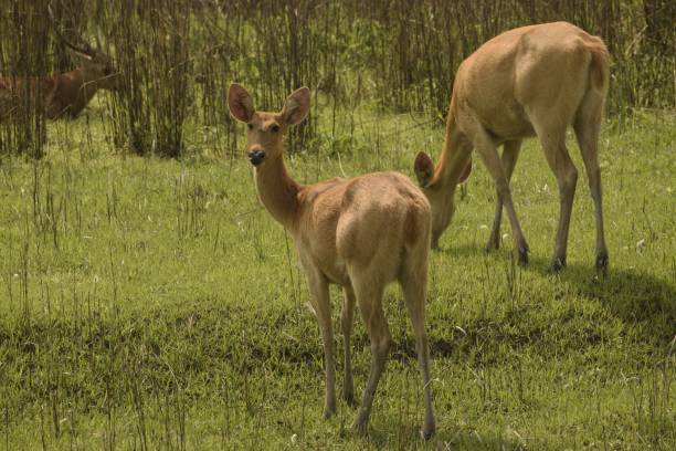 animal detection Object Detection Dataset by Chinju George