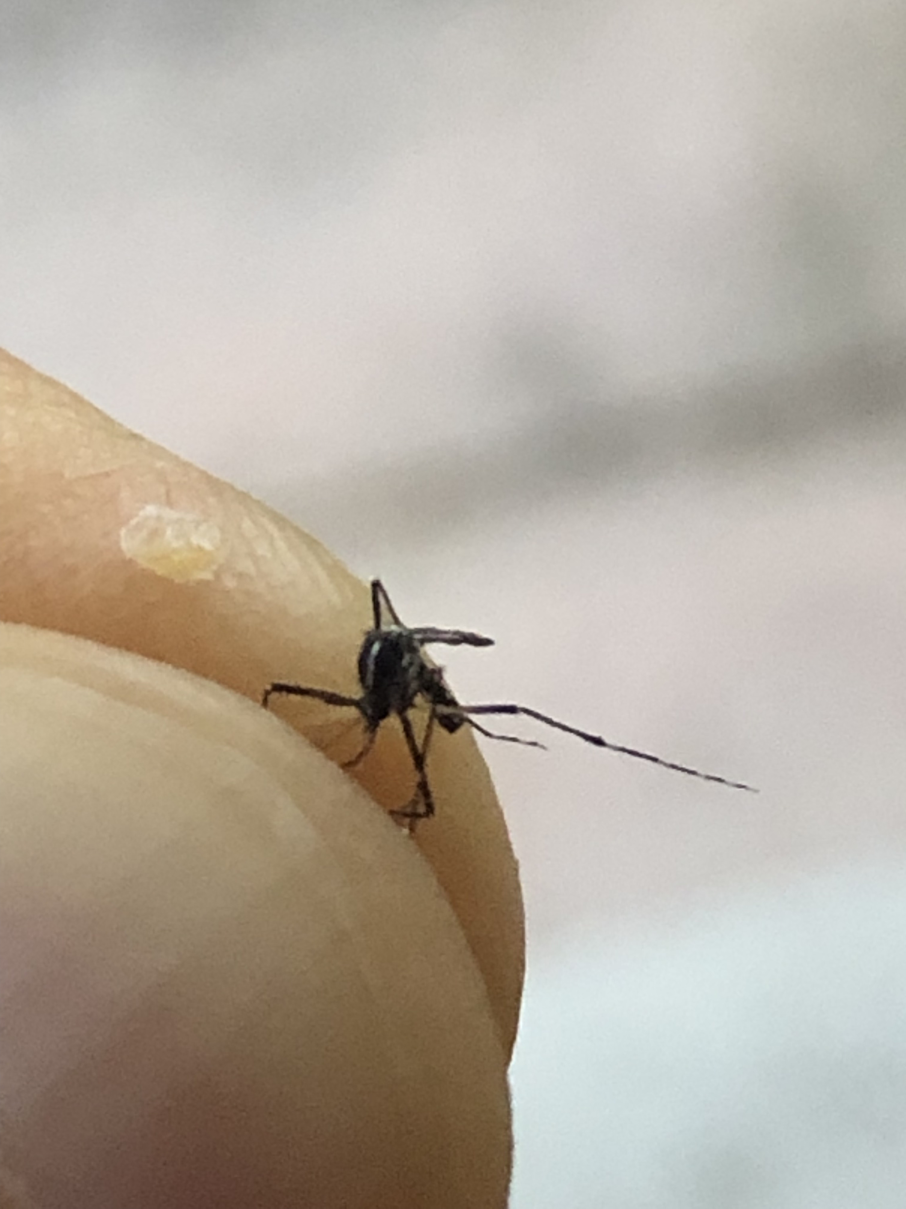 Mosquito Detection Object Detection Dataset And Pre Trained Model By School