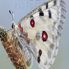 butterfly detection Object Detection Dataset by butterfly