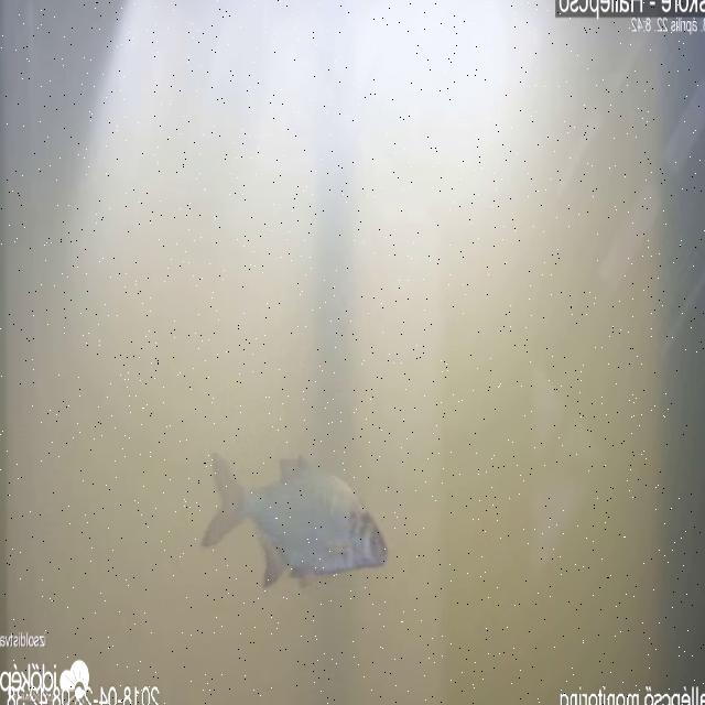 Fish23 Object Detection Dataset by FishDetection