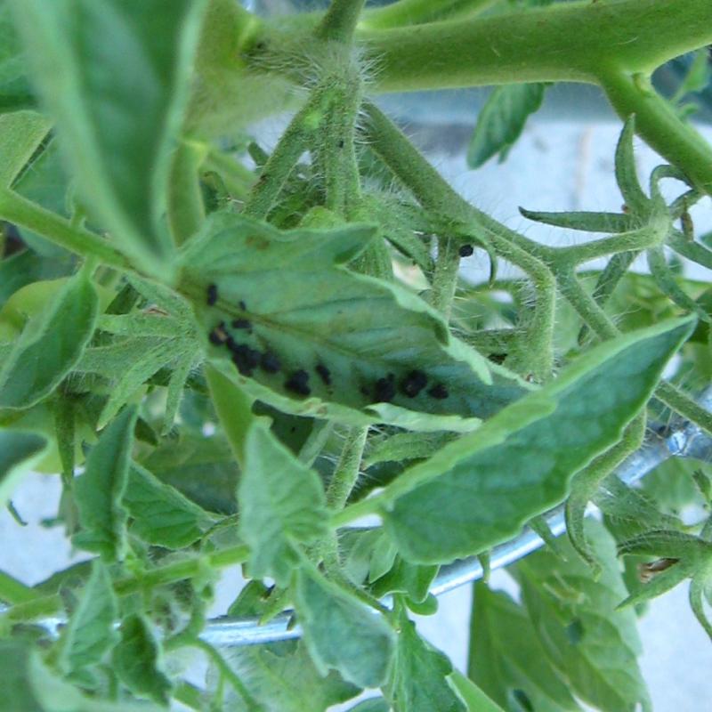 Plant_Disese Object Detection Dataset by Chitkara University