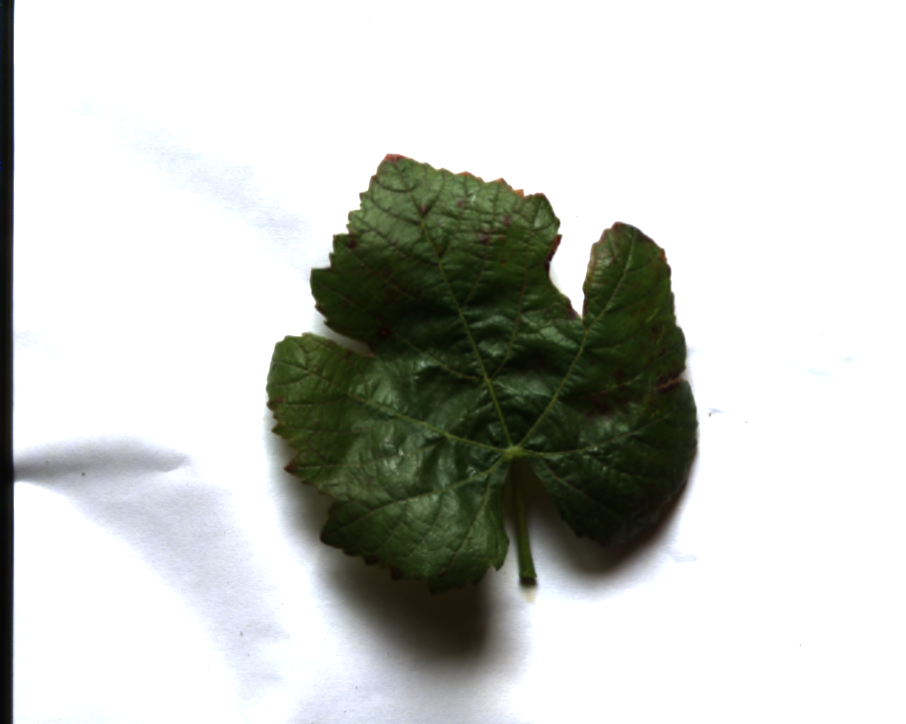 Leaves Instance Segmentation Dataset by Leaves