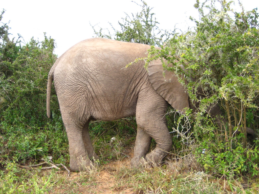 elephant Object Detection Dataset by yolo