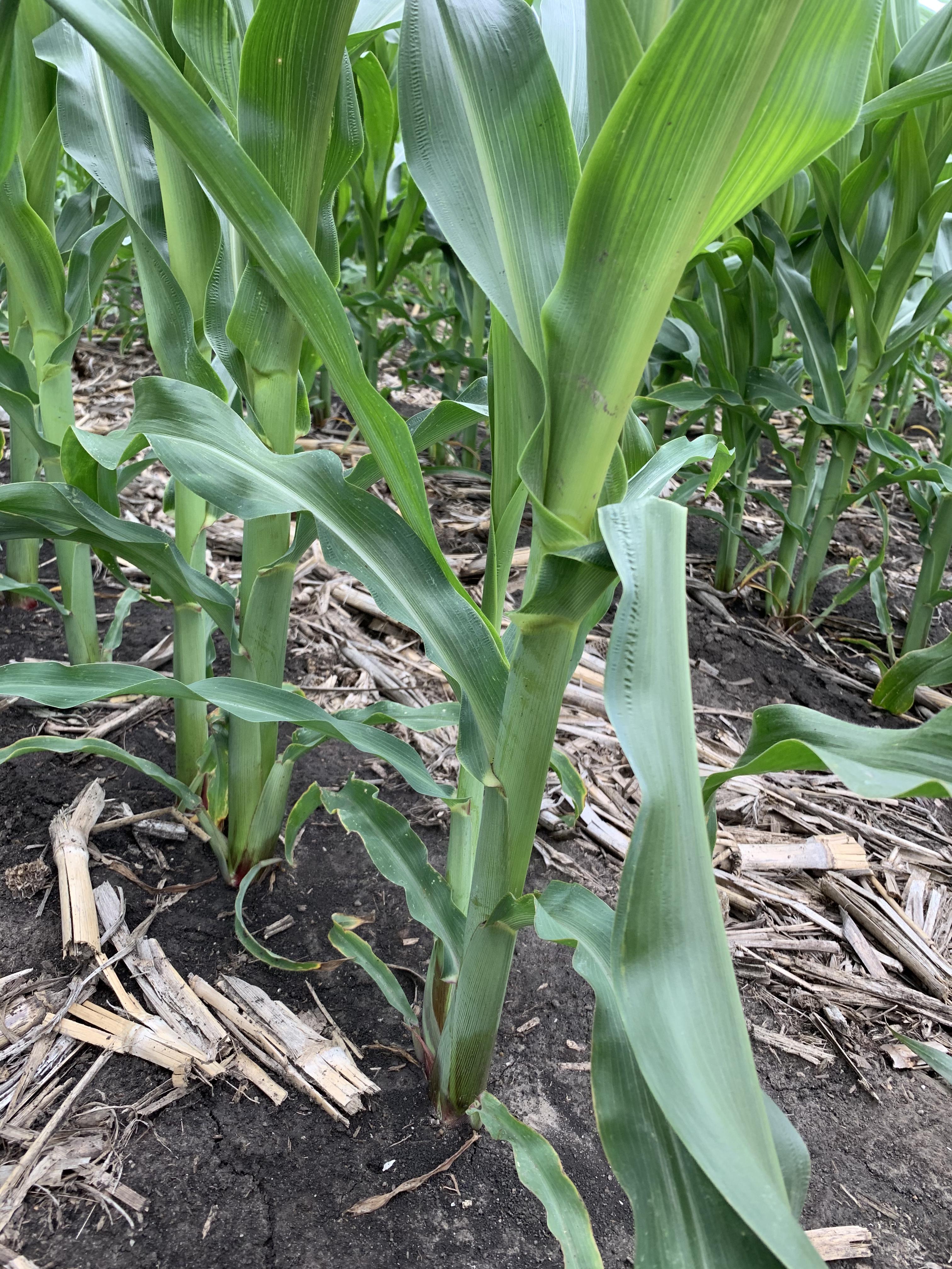 leaves_v3 Object Detection Dataset by Kitae Kim