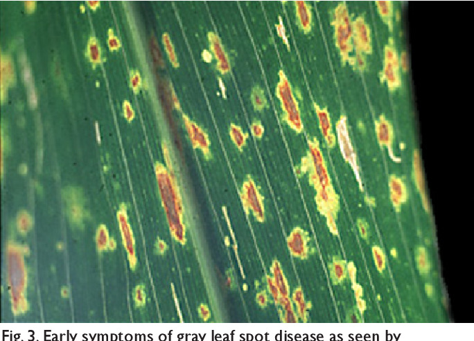 How to Use the Corn and Maize Disease Dataset Object Detection API