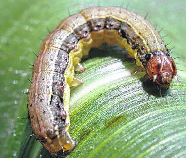 lia-cv-classification2 Classification Dataset by Elizandro Dalastra