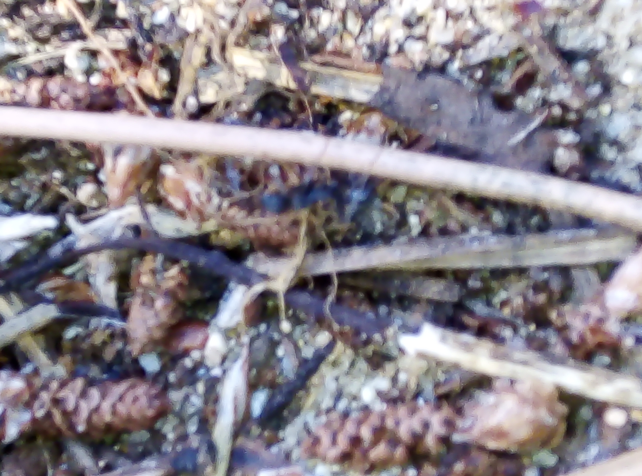 Ants + apheanogaster Object Detection Dataset and Pre-Trained Model by Djay de Gier