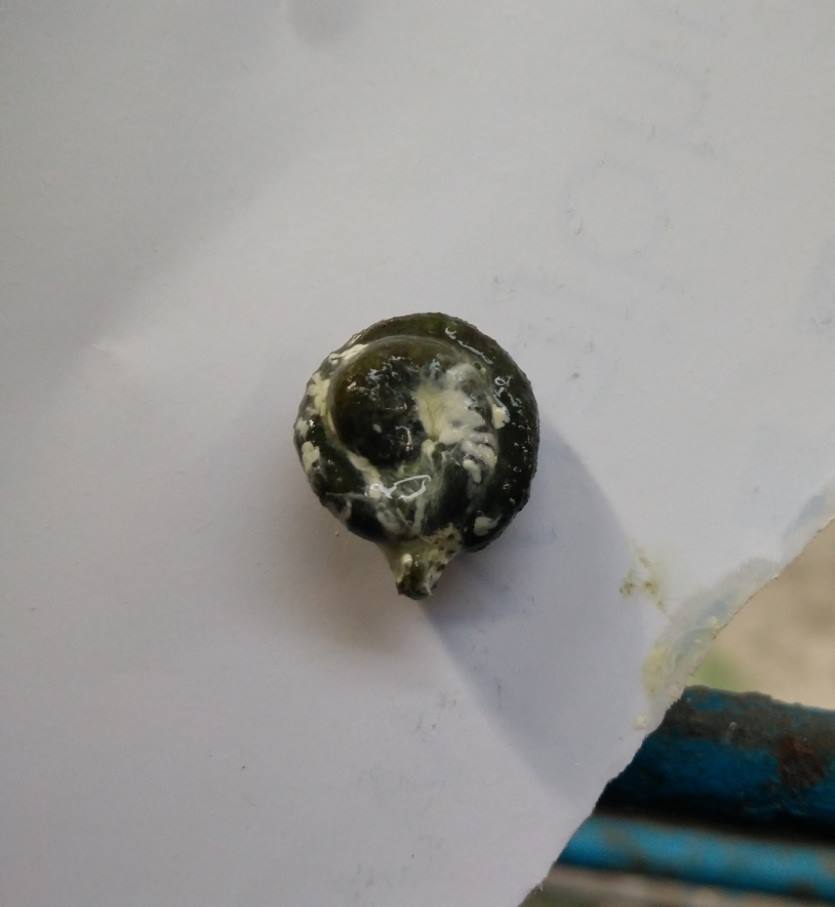 Ebuz - Roboflow Universe