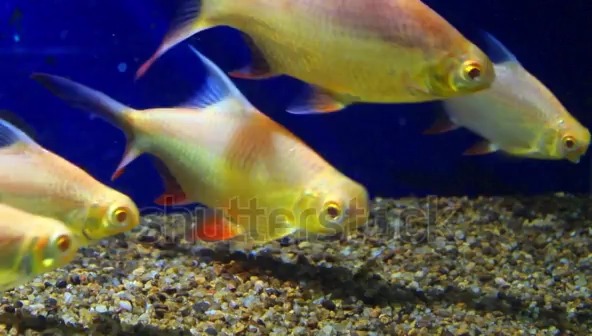 River Fish Object Detection Dataset and Pre-Trained Model by TBX