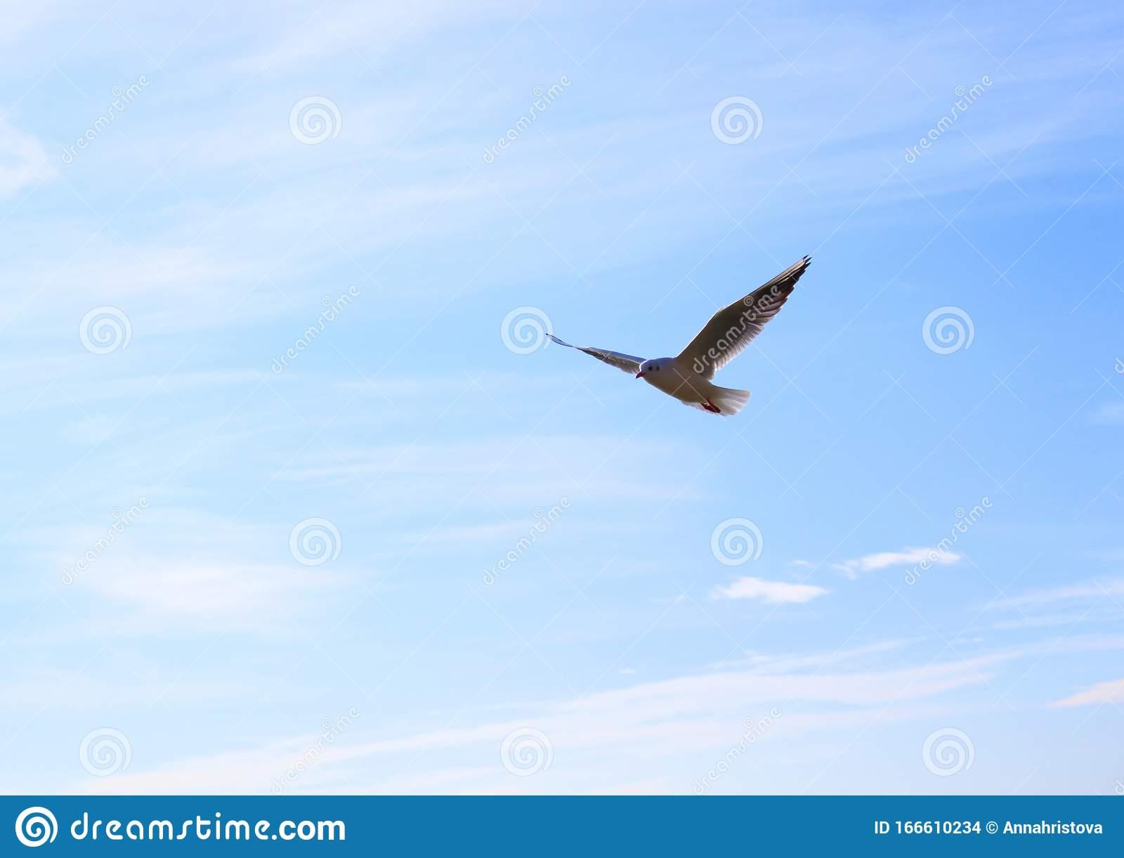 birds_found_Ivan_v1 Object Detection Dataset by Ivan