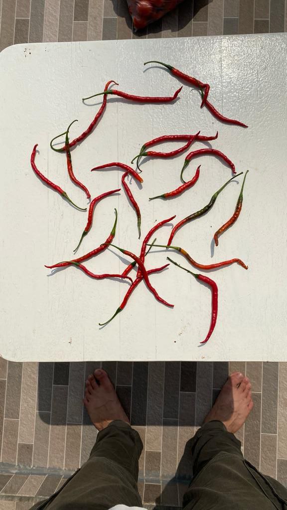 Chili Classification Object Detection Dataset and Pre-Trained Model by datasetyolov7