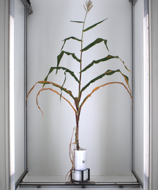 CORN Object Detection Dataset and Pre-Trained Model by 304