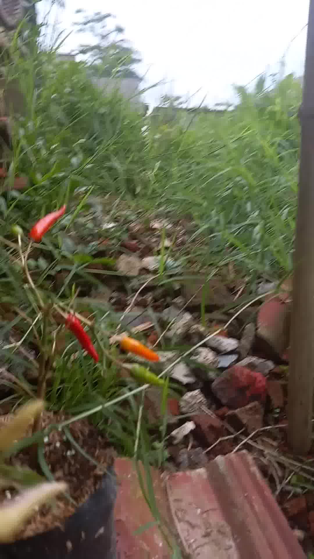 Chili Object Detection Dataset And Pre Trained Model By Ammar Hassan