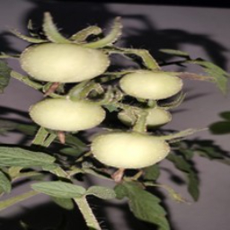 How to Use the diseases Object Detection API