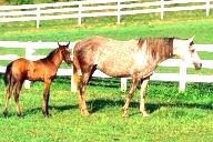 image-10-classification Classification Dataset and Pre-Trained Model by ...