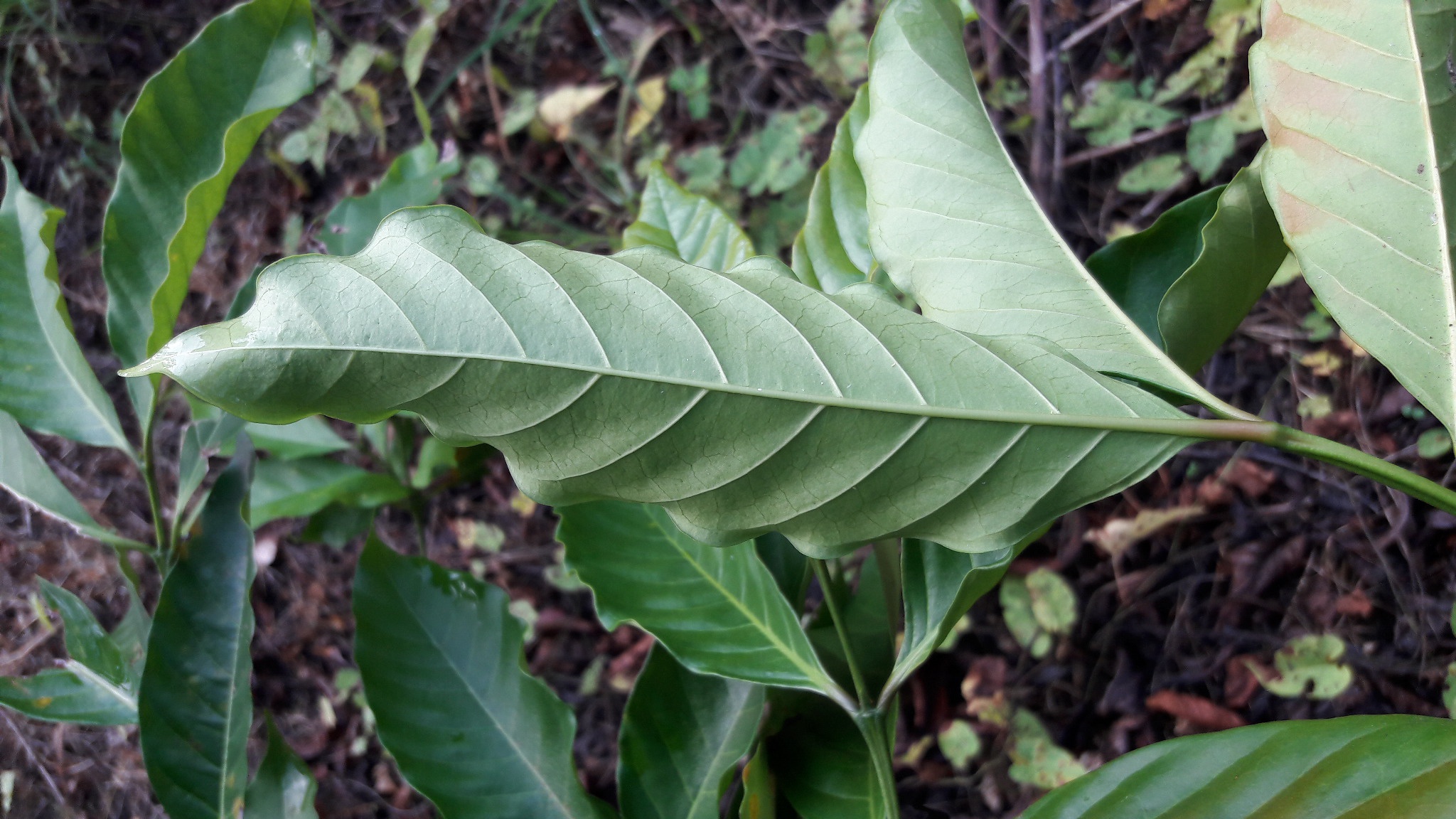 Leaf Detection Object Detection Dataset And Pre Trained Model By Inatel