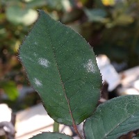 leaf disease Object Detection Dataset and Pre-Trained Model by Roboflow 100