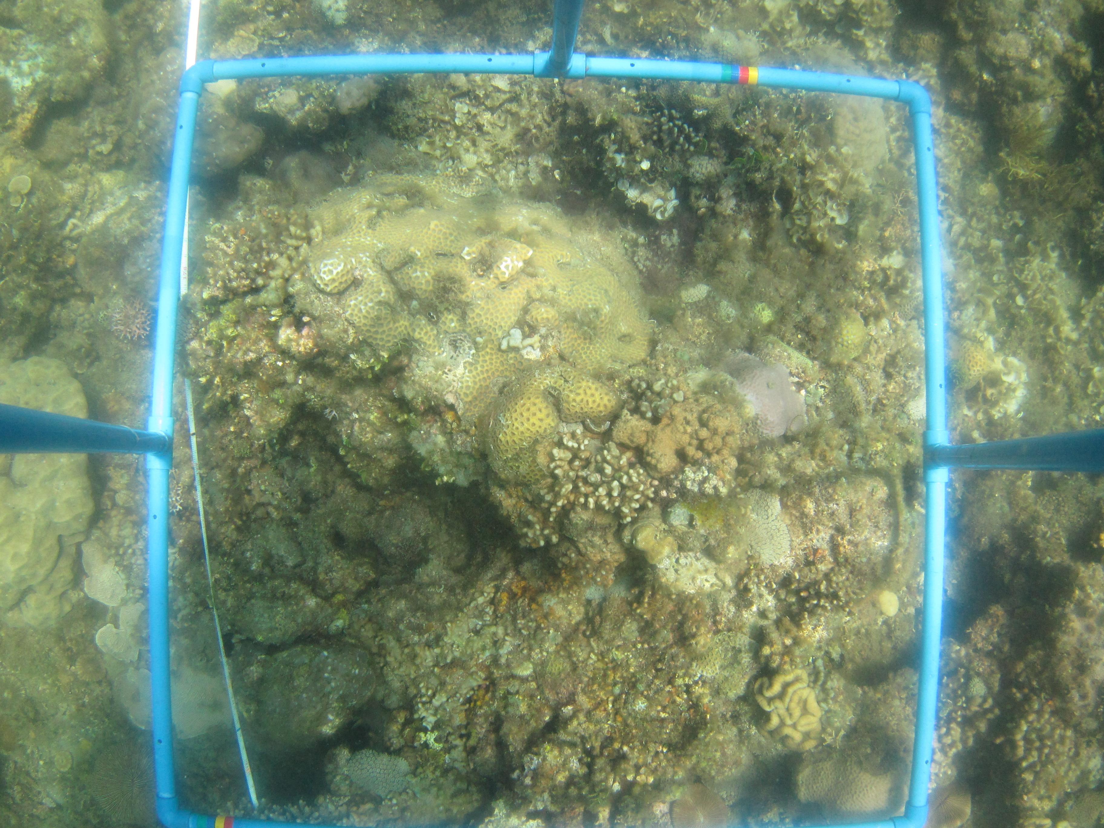 coral Object Detection Dataset and Pre-Trained Model by Roboflow 100