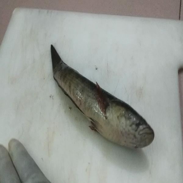 fish market Object Detection Dataset and Pre-Trained Model by Roboflow 100