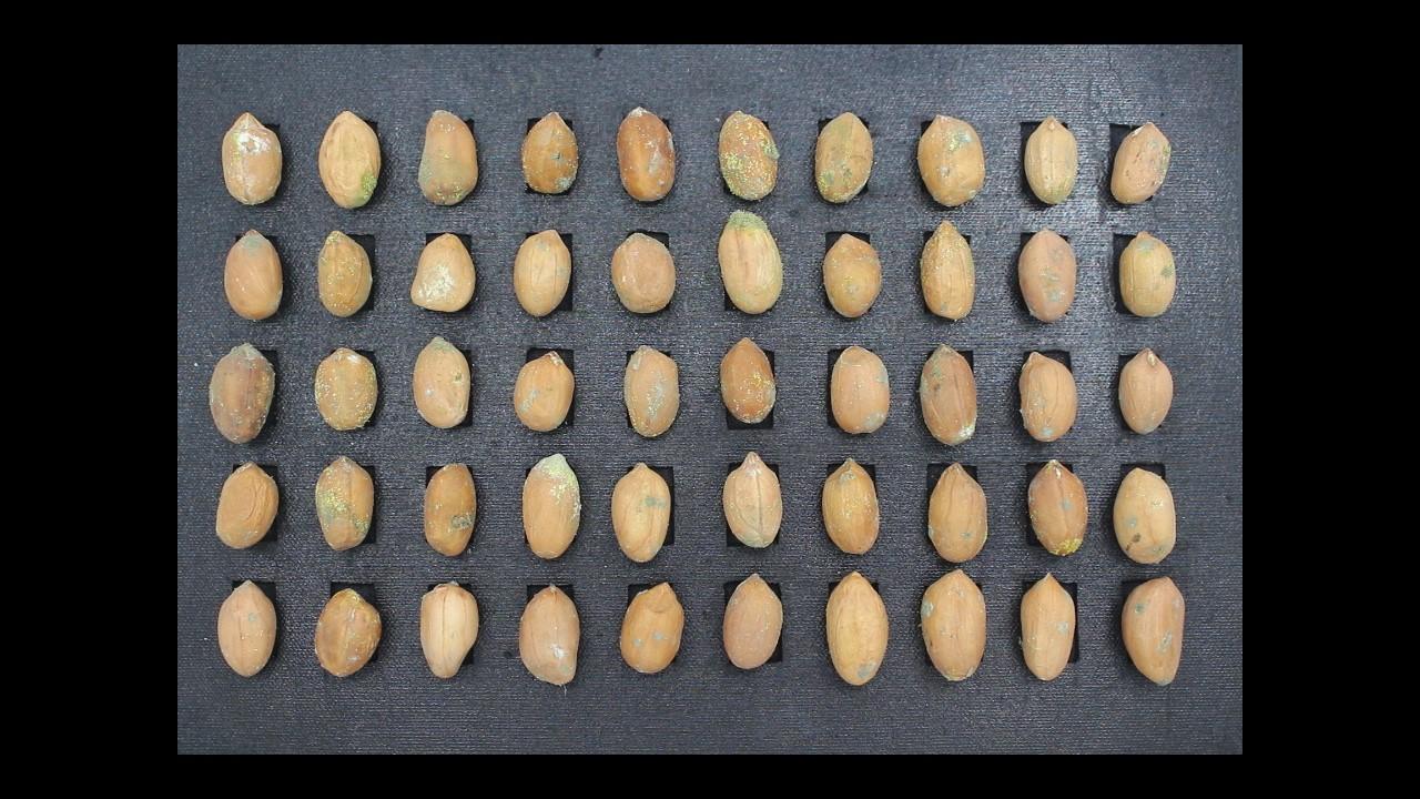 Peanuts Object Detection Dataset And Pre Trained Model By Roboflow 100