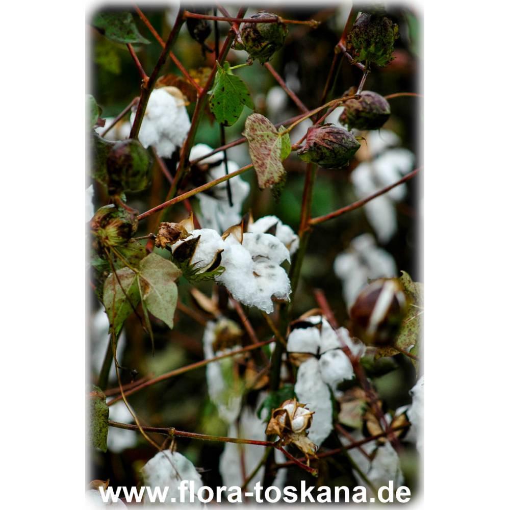 cotton Object Detection Dataset and Pre-Trained Model by Roboflow 100