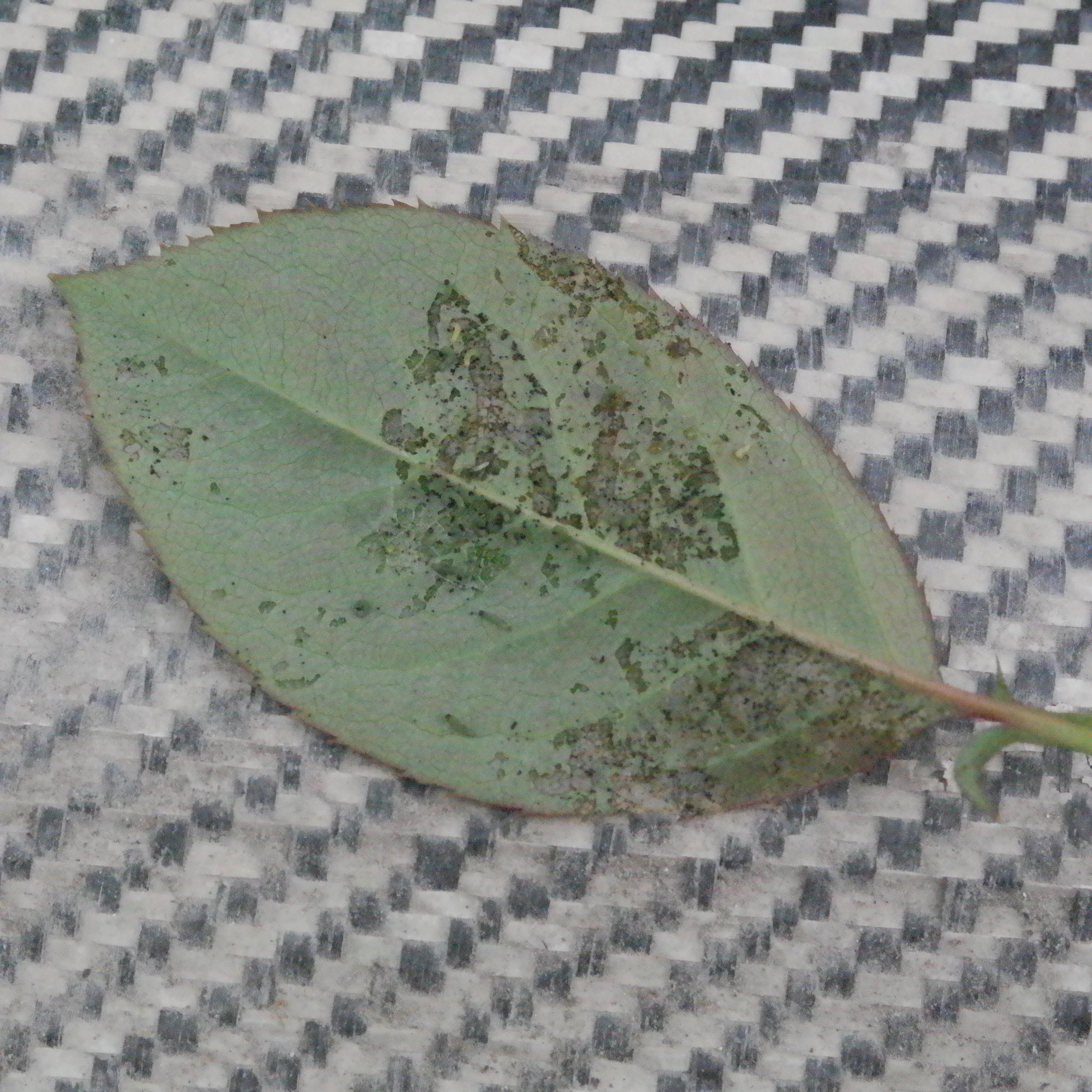 leaf disease Object Detection Dataset and Pre-Trained Model by Roboflow 100