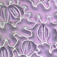 stomata cells Object Detection Dataset and Pre-Trained Model by Roboflow 100